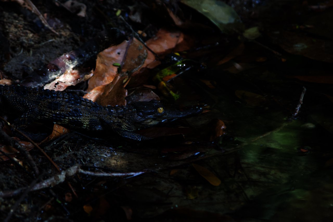 Wildlife — Gola Rainforest National Park