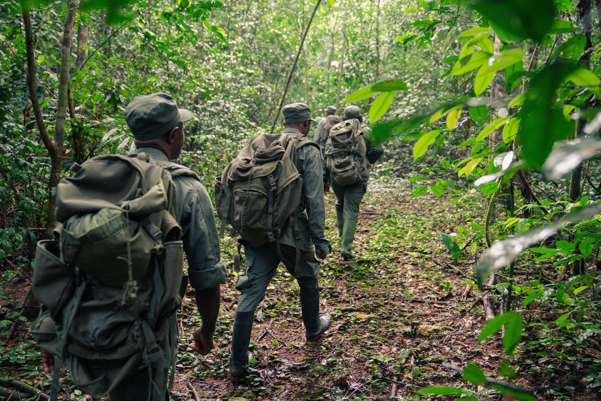 Park Protection — Gola Rainforest National Park