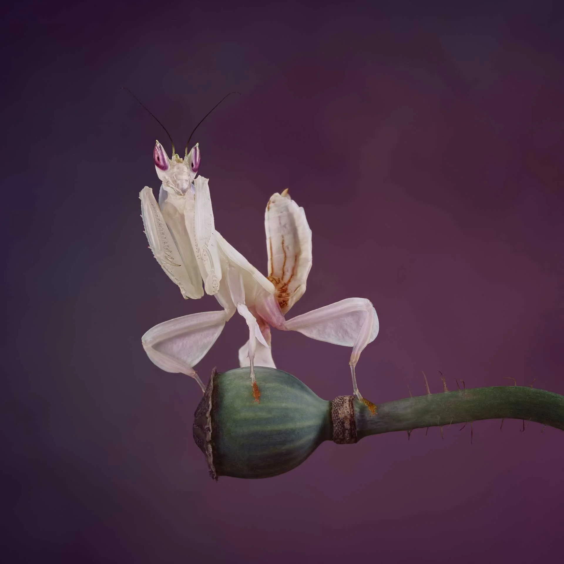 Gallery — SheClicks