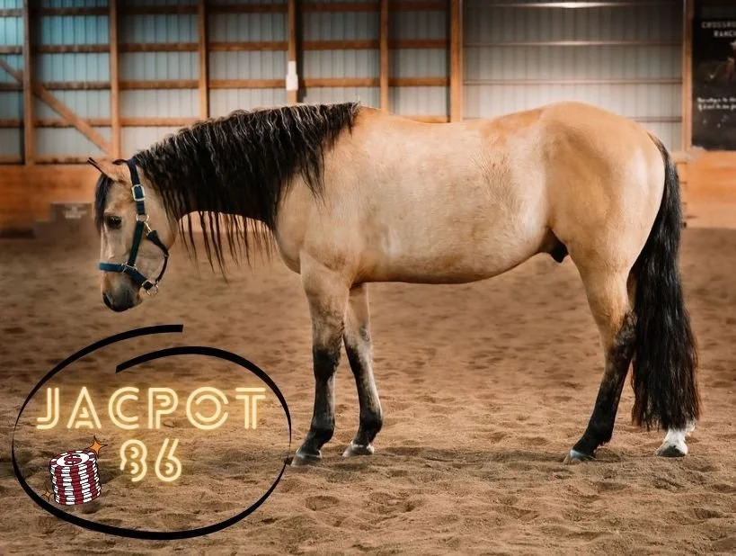 Stallions — Linwood Ranch