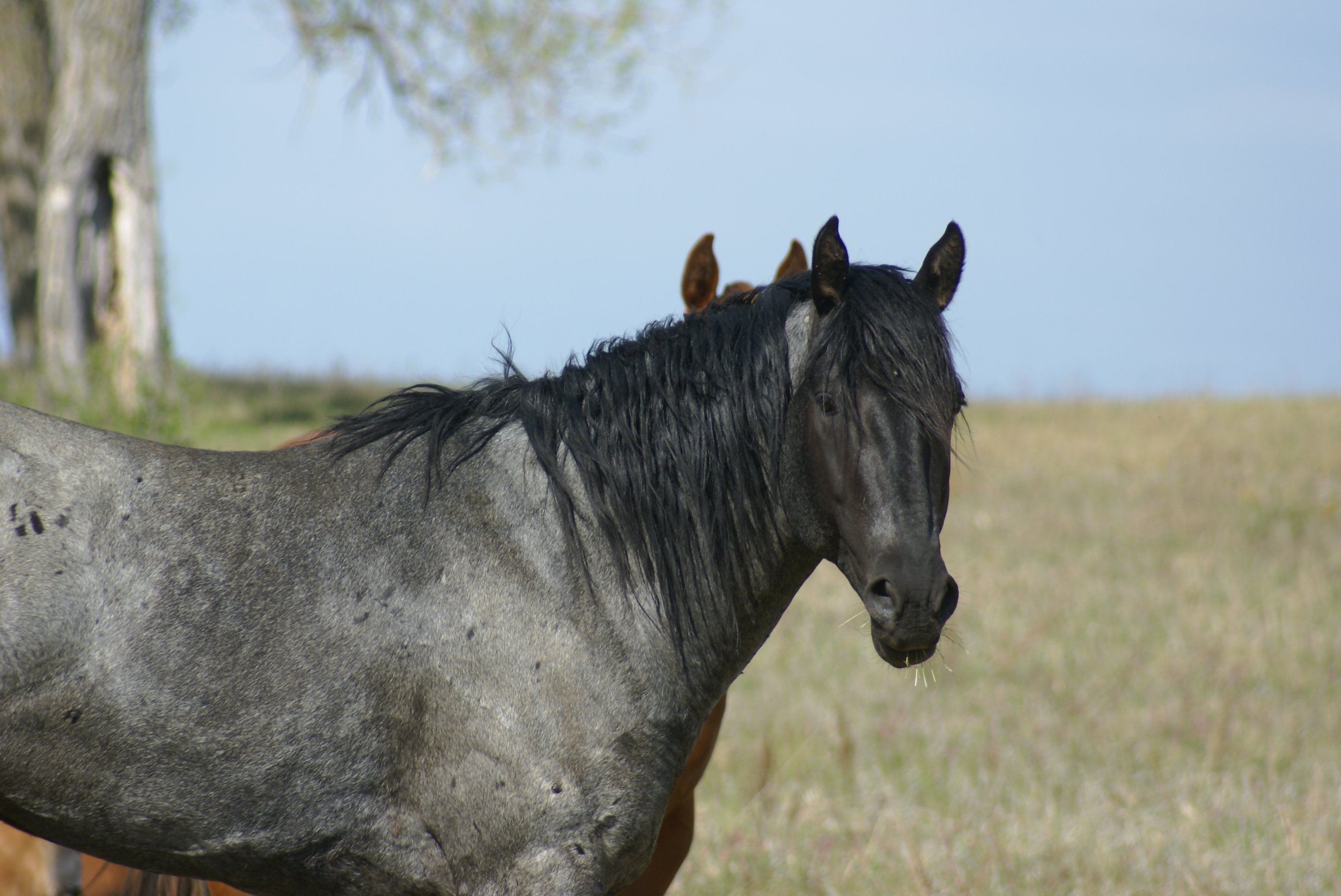 Blue Valentine Horse