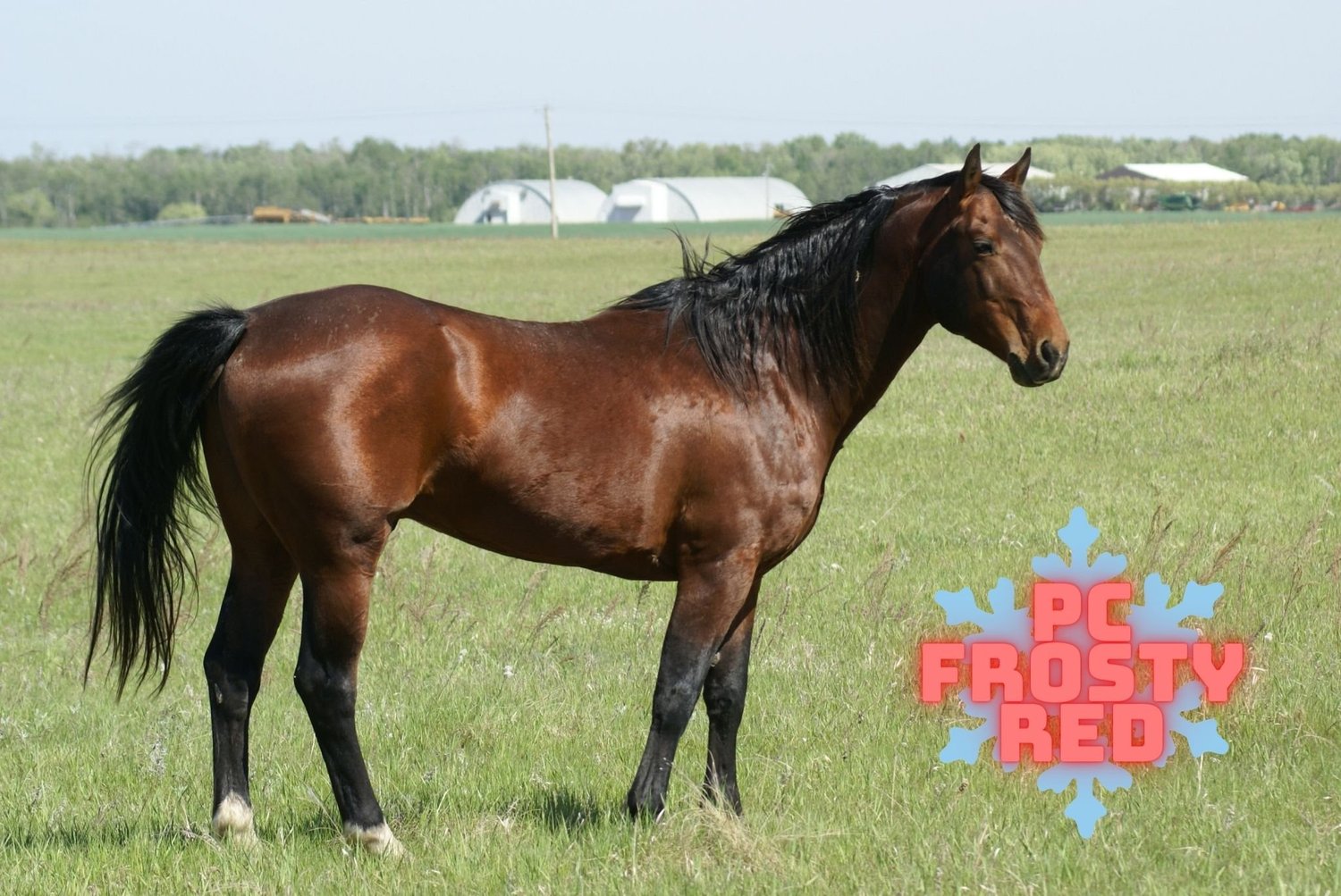 Stallions — Linwood Ranch