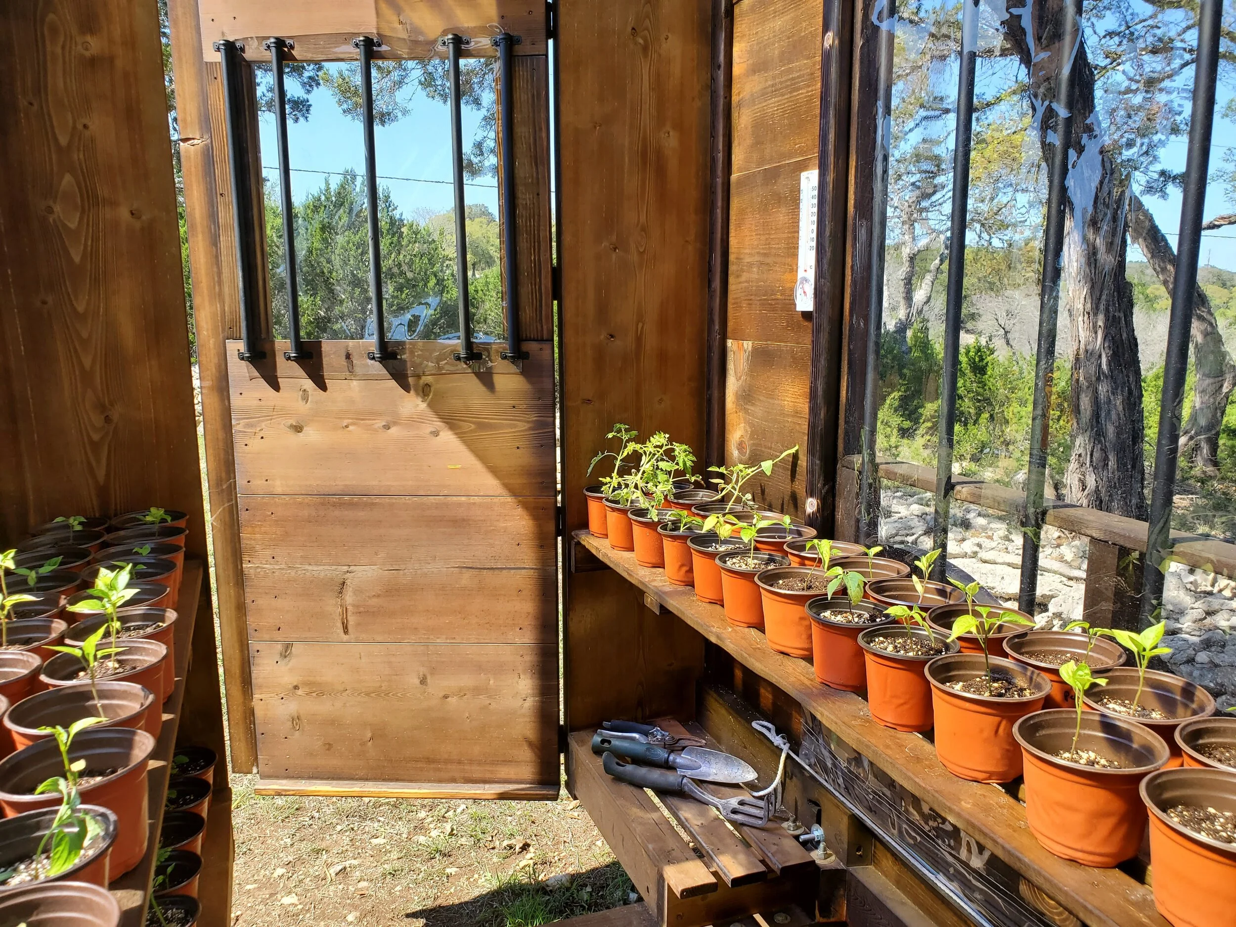 Tumbleweed — HITCHMAN HOMESTEAD