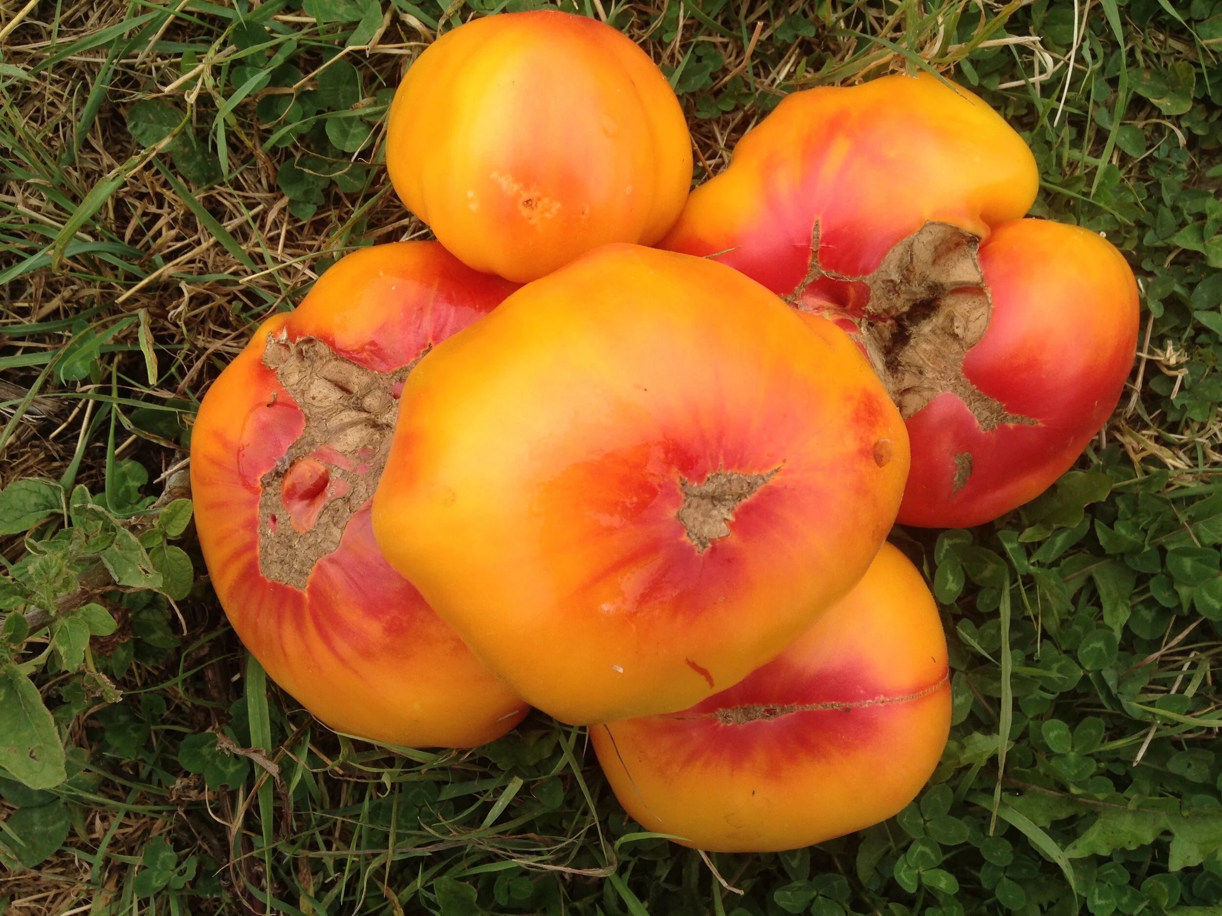 Northern seeds_____________Semences nordiques