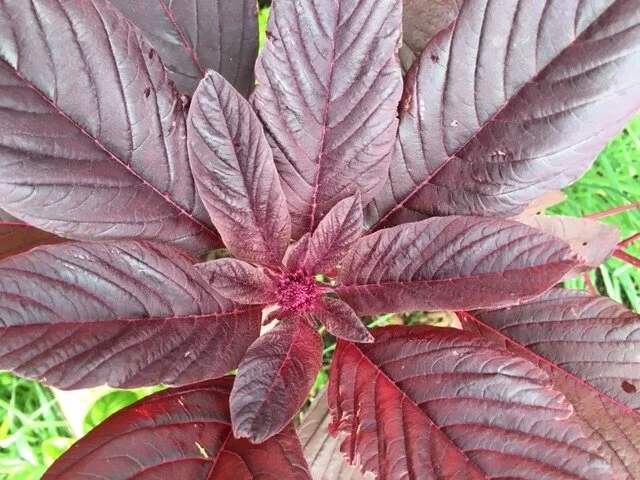 Northern seeds_____________Semences nordiques