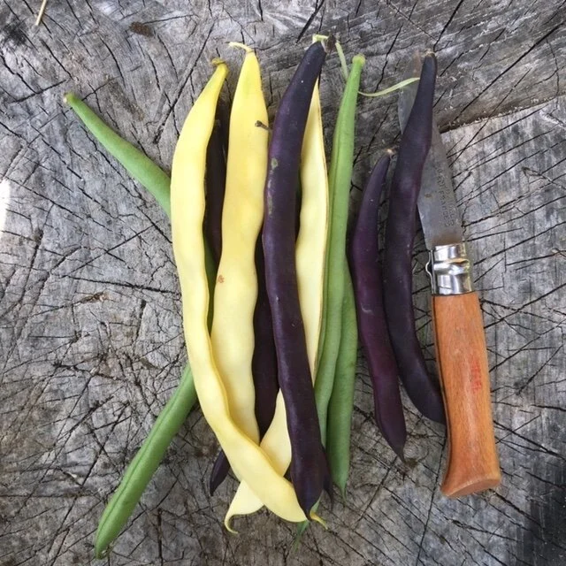 Organic Bush Bean Seeds Mix — Northern seeds_____________Semences nordiques