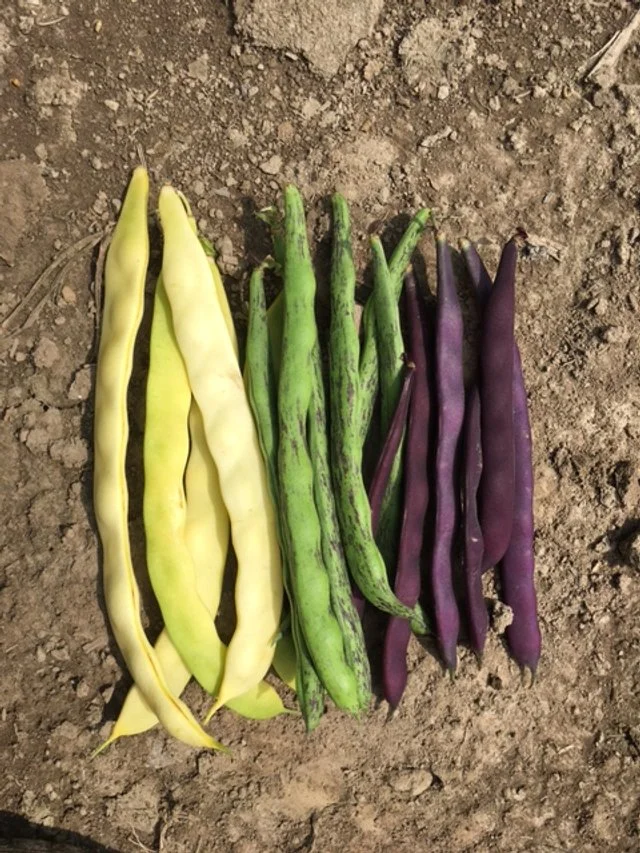Organic Bush Bean Seeds Mix — Northern seeds_____________Semences nordiques