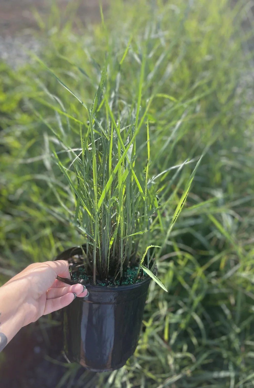 Panicum Virgatum Shenandoah