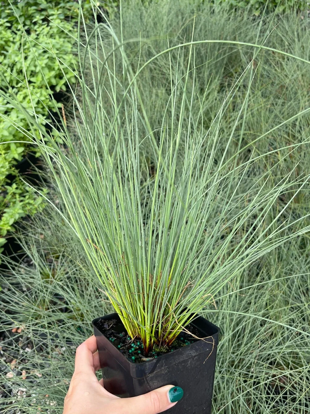 Juncus Blue Arrows Hardiness
