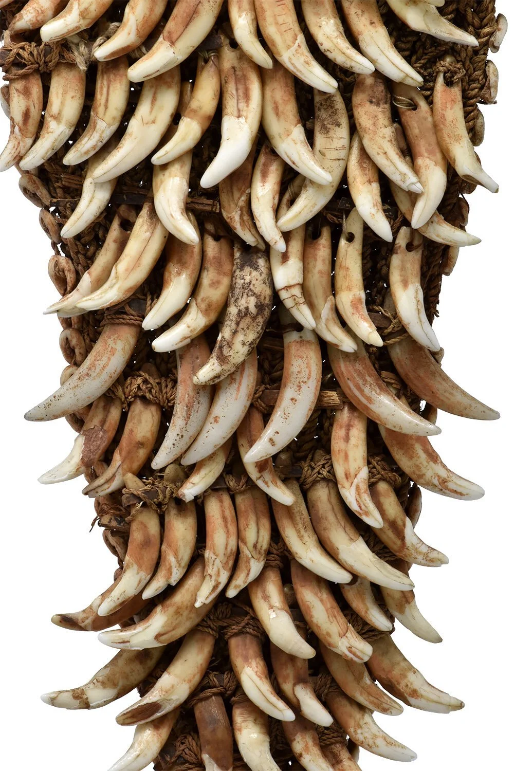 Ceremonial Dog Tooth Pectoral Adornment, Papua New Guinea — Morgan ...