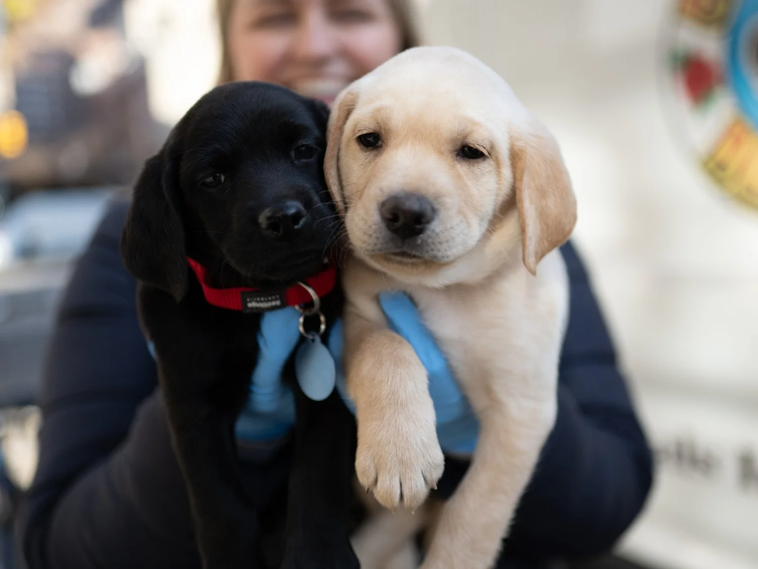 How you can help — Muddy Paws Rescue