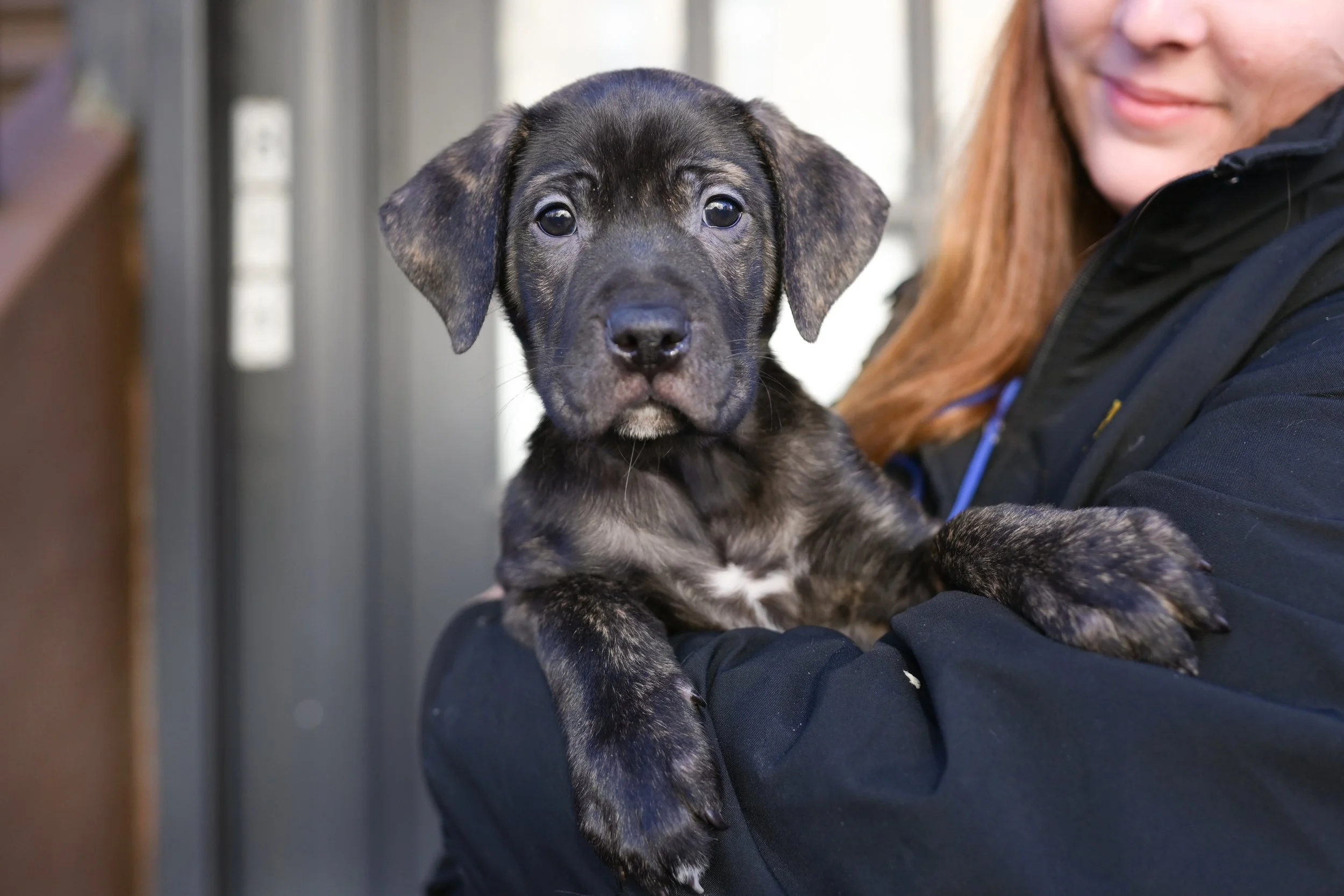 Fox & Friends Features Muddy Paws to Promote Puppy Bowl — Muddy Paws Rescue