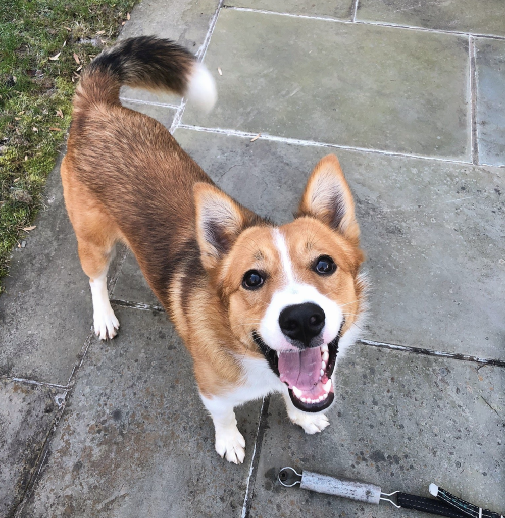 How to Market Your New Foster Dog For Adoption! — Muddy Paws Rescue