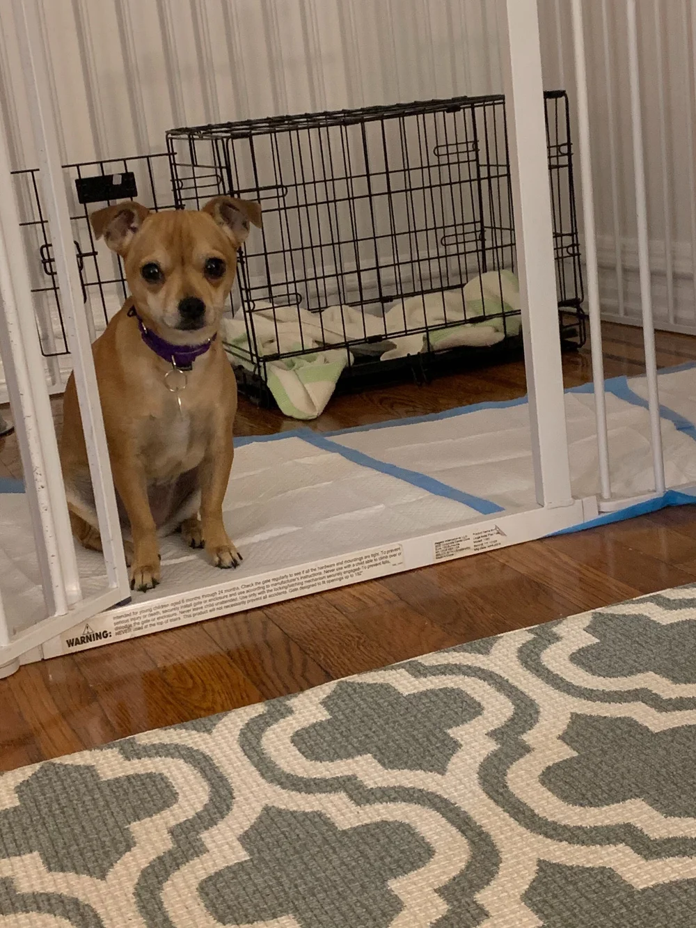 Bringing Your Foster Dog Into a Multi-Dog Household — Muddy Paws Rescue