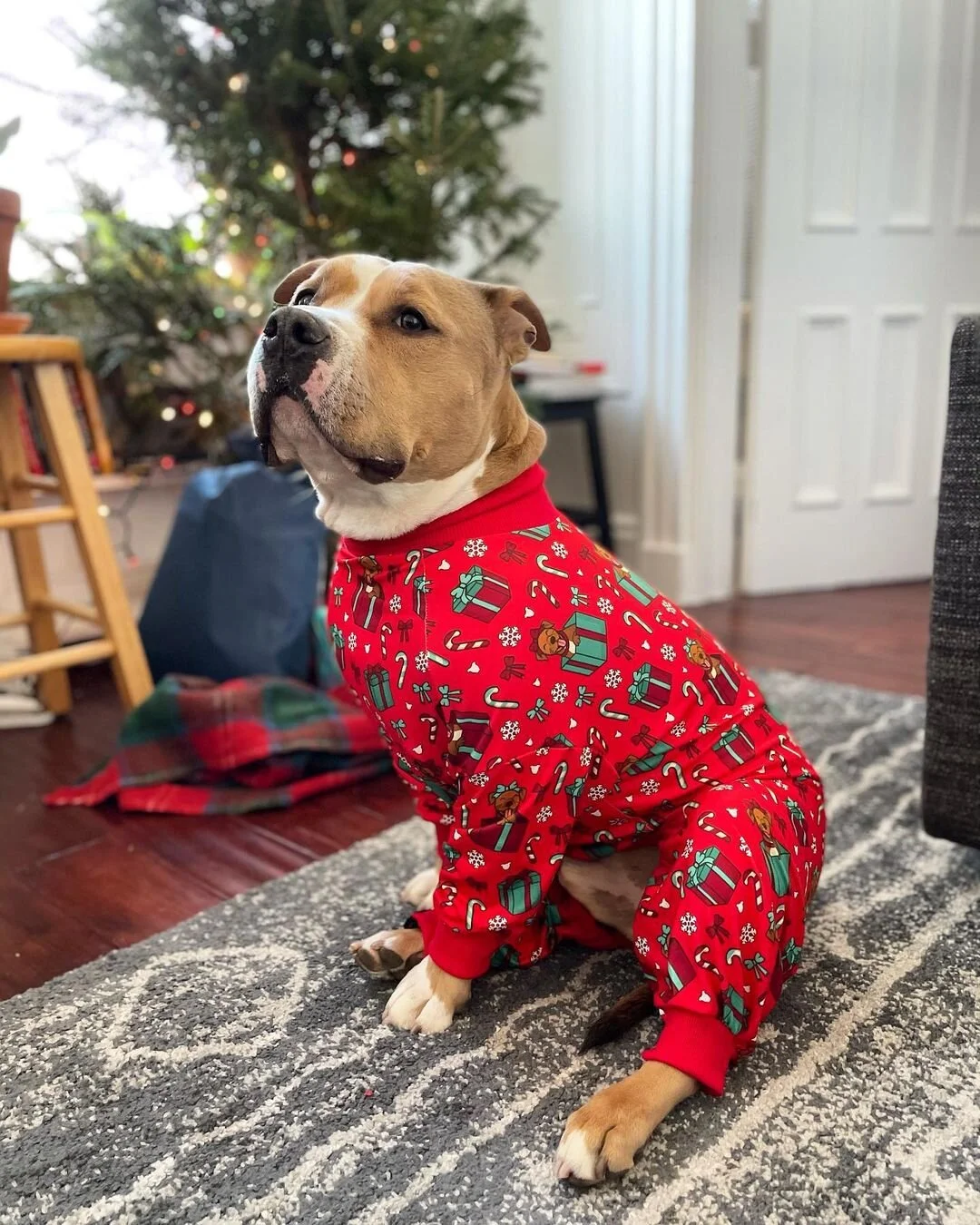 12 Days of Happy Tails: Meet Elvis! — Muddy Paws Rescue