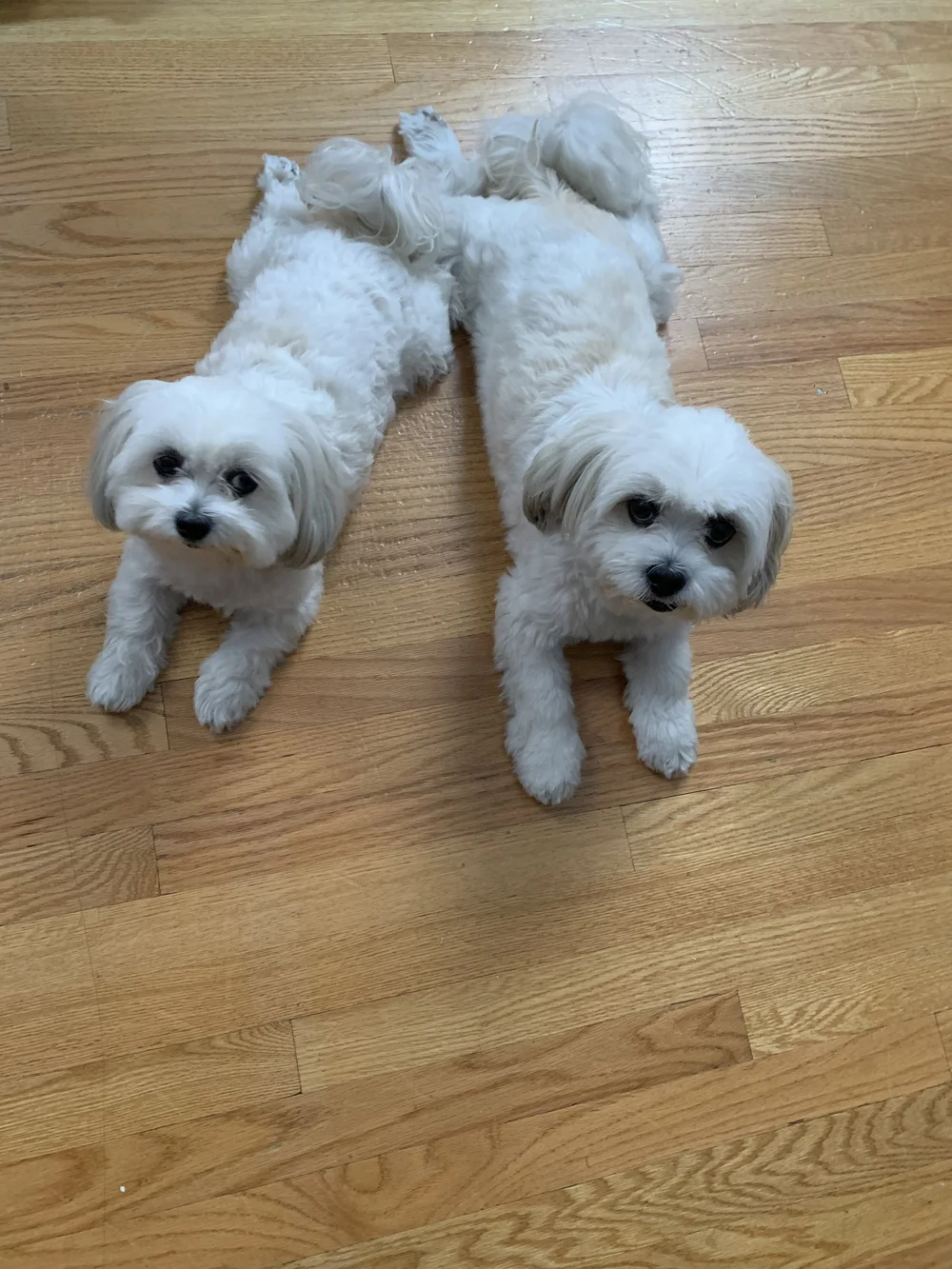 12 Days of Happy Tails: Meet Maggie & Grandpa! — Muddy Paws Rescue
