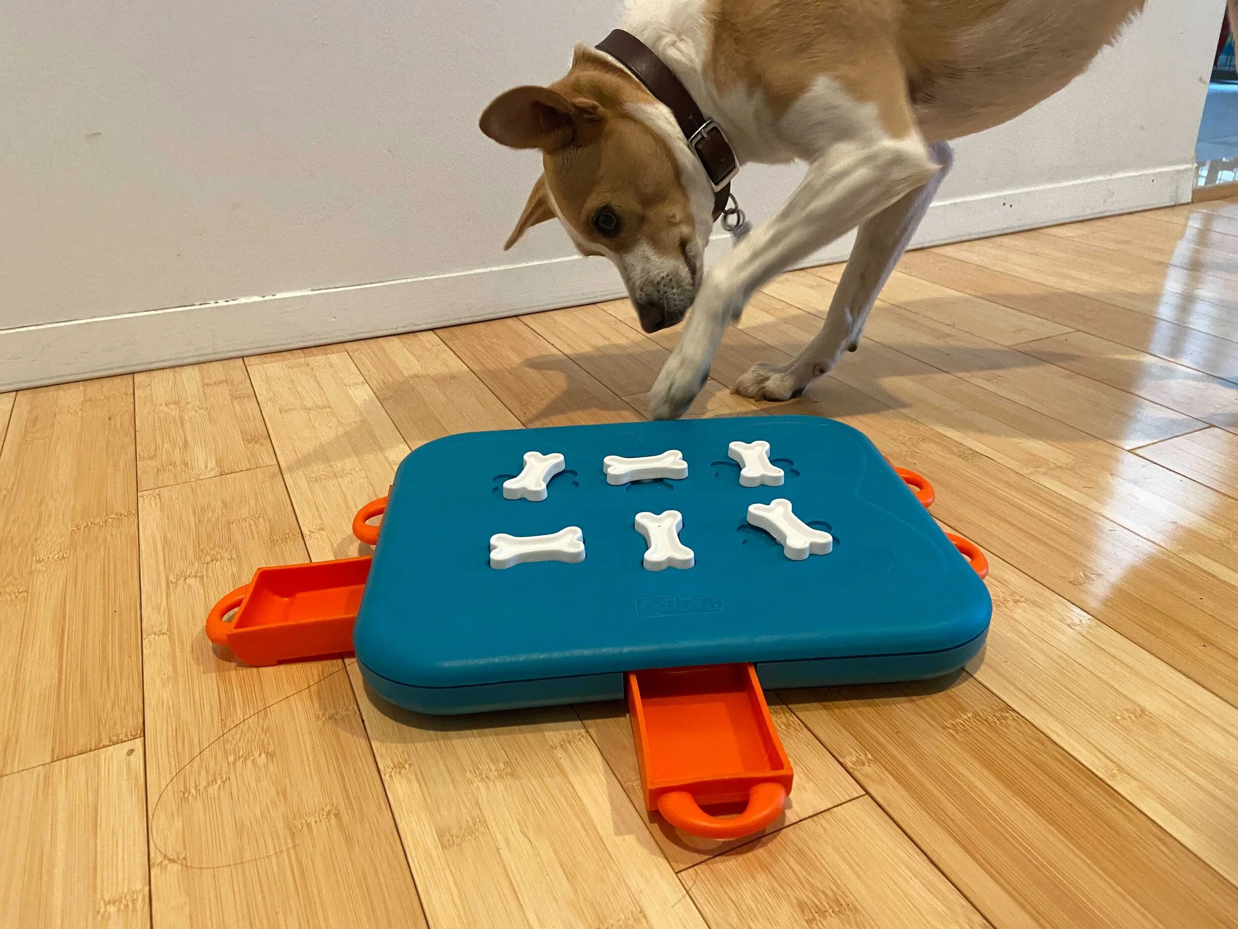 All About Canine Enrichment! — Muddy Paws Rescue