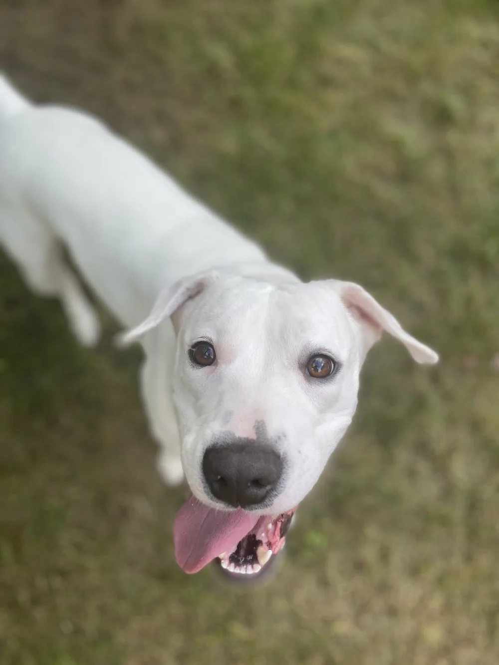 Can You Return A Foster Dog
