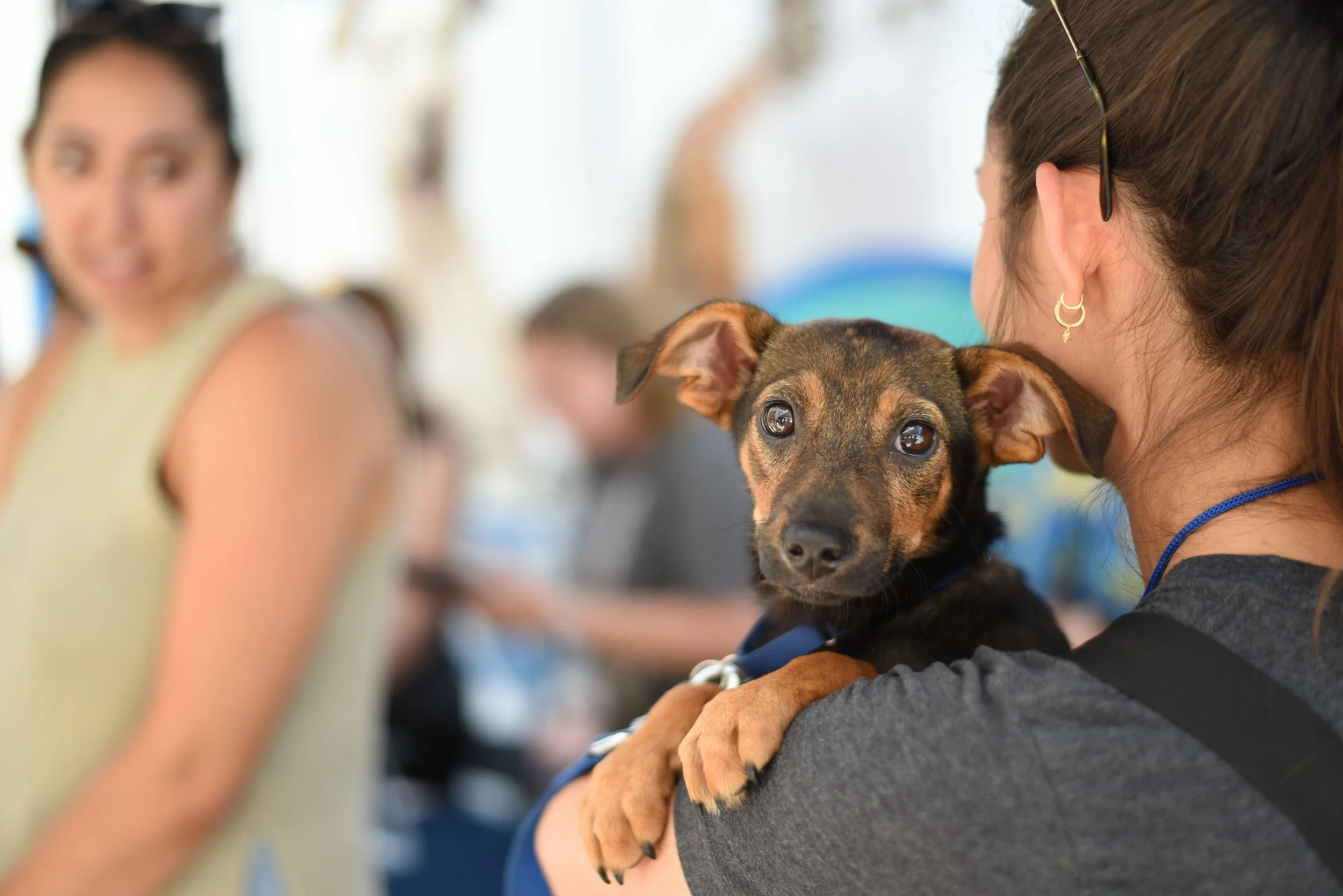 Muddy Paws Rescue - Careers — Muddy Paws Rescue