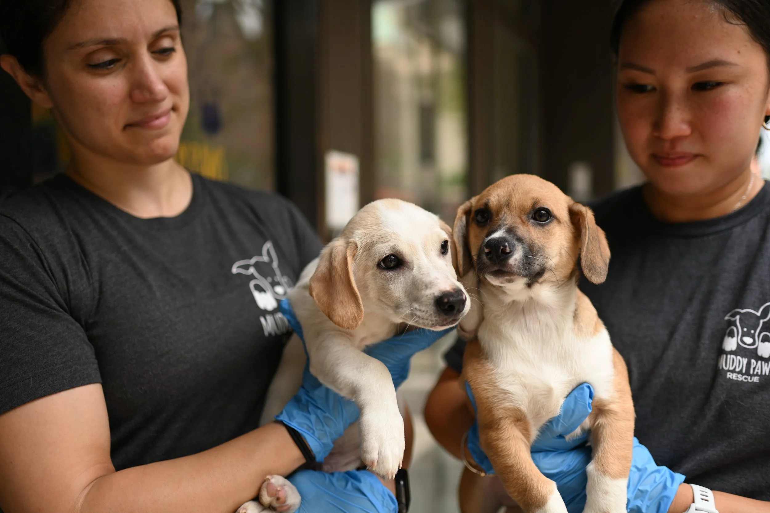 Employee Matching — Muddy Paws Rescue