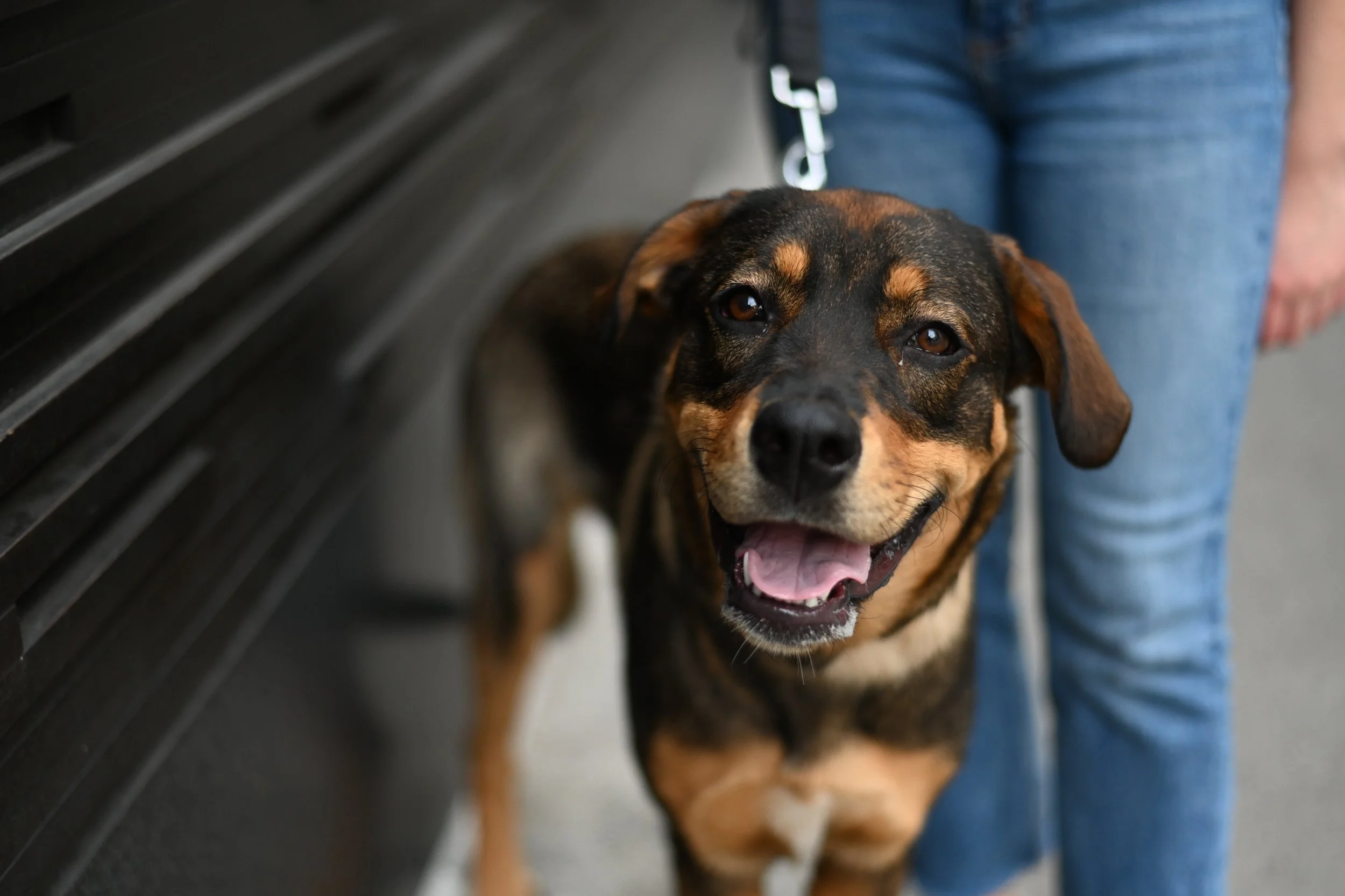 Adoptable Dogs — Muddy Paws Rescue