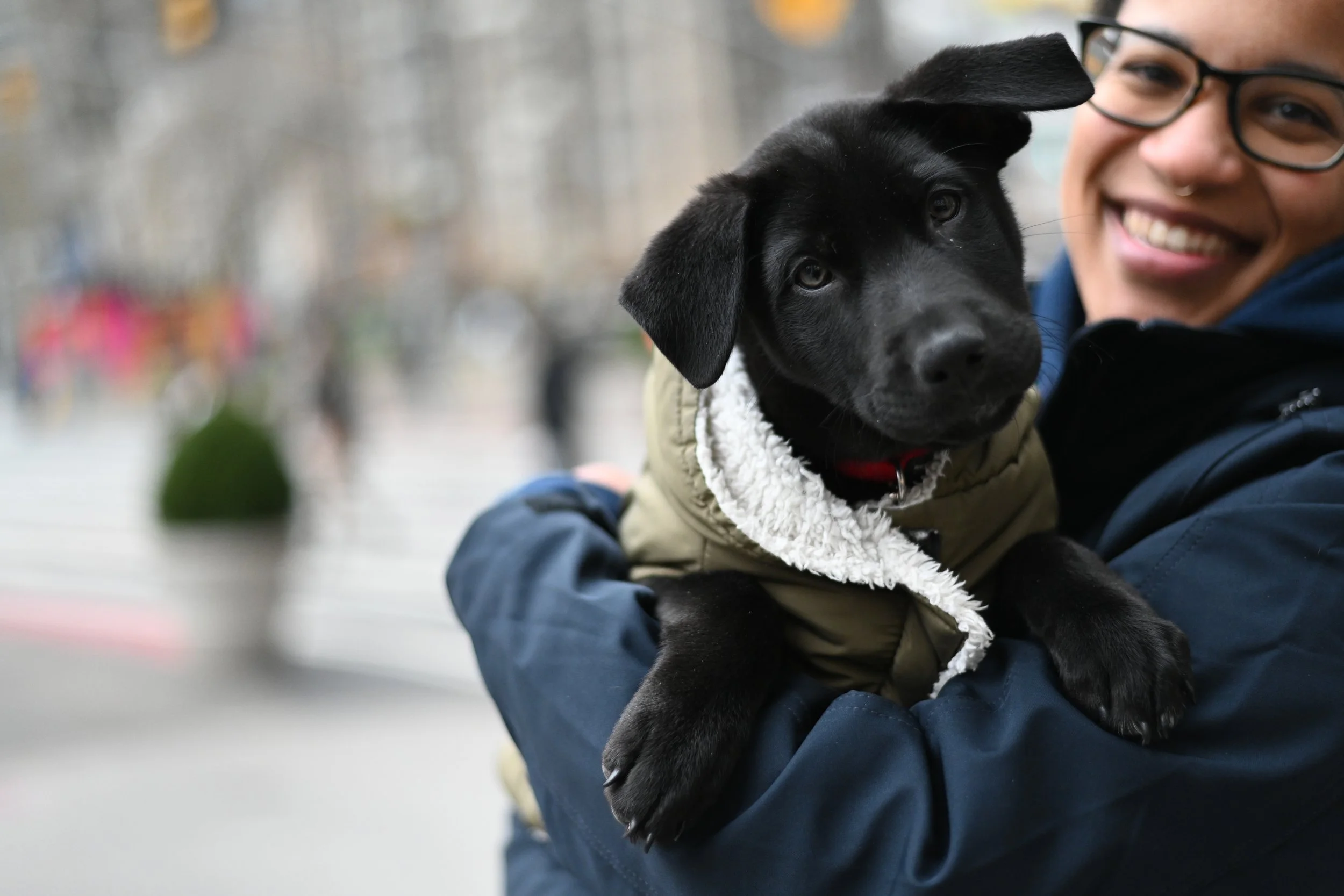 Volunteer for rescue dogs — Muddy Paws Rescue