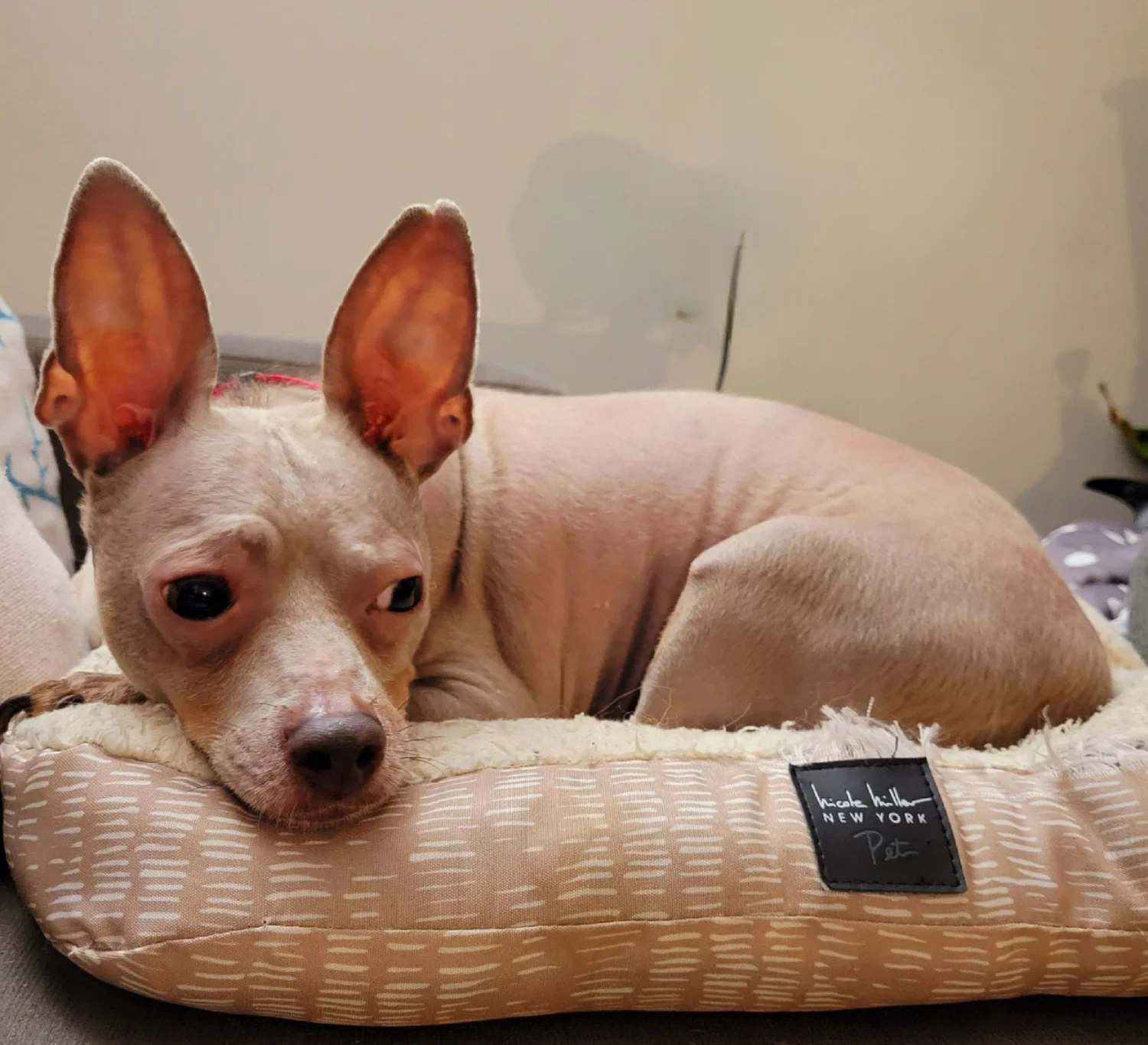 Top 10 Happy Tails of 2022: Meet Ozzy! — Muddy Paws Rescue