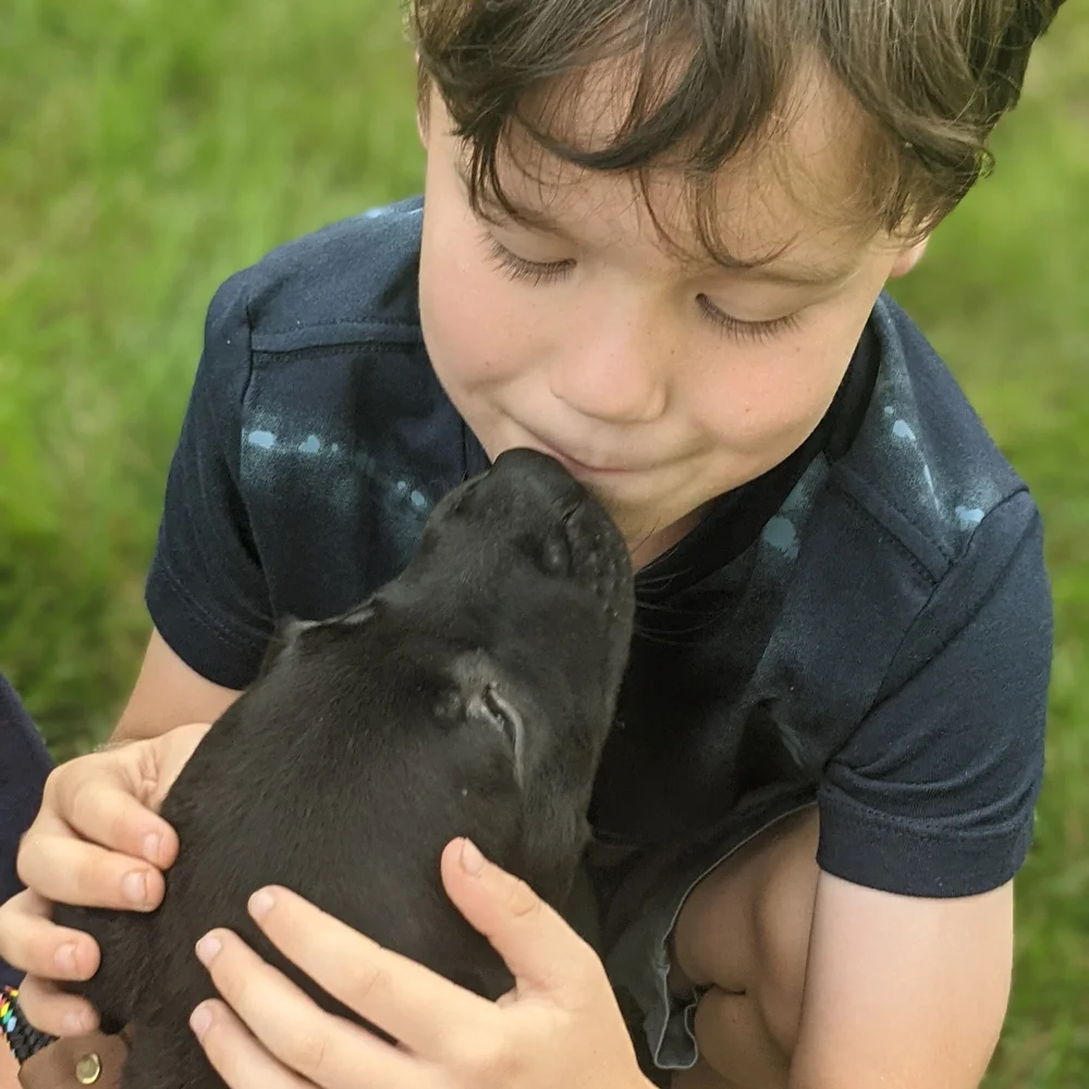 Whats Involved In Fostering A Dog