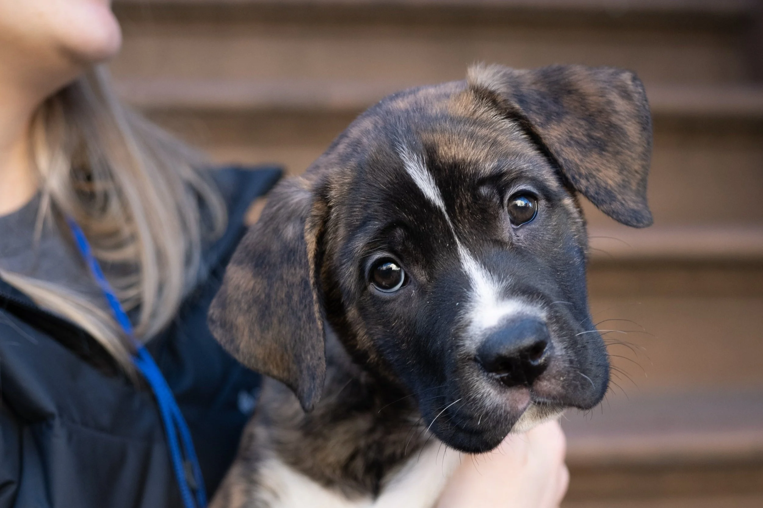Muddy Paws Pups Prance on The Drew Barrymore Show — Muddy Paws Rescue