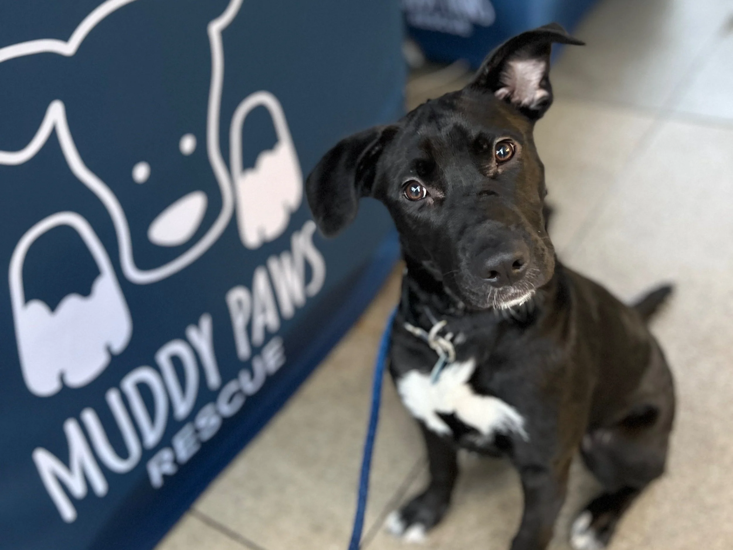 How Much Is It To Register A Dog In Sa