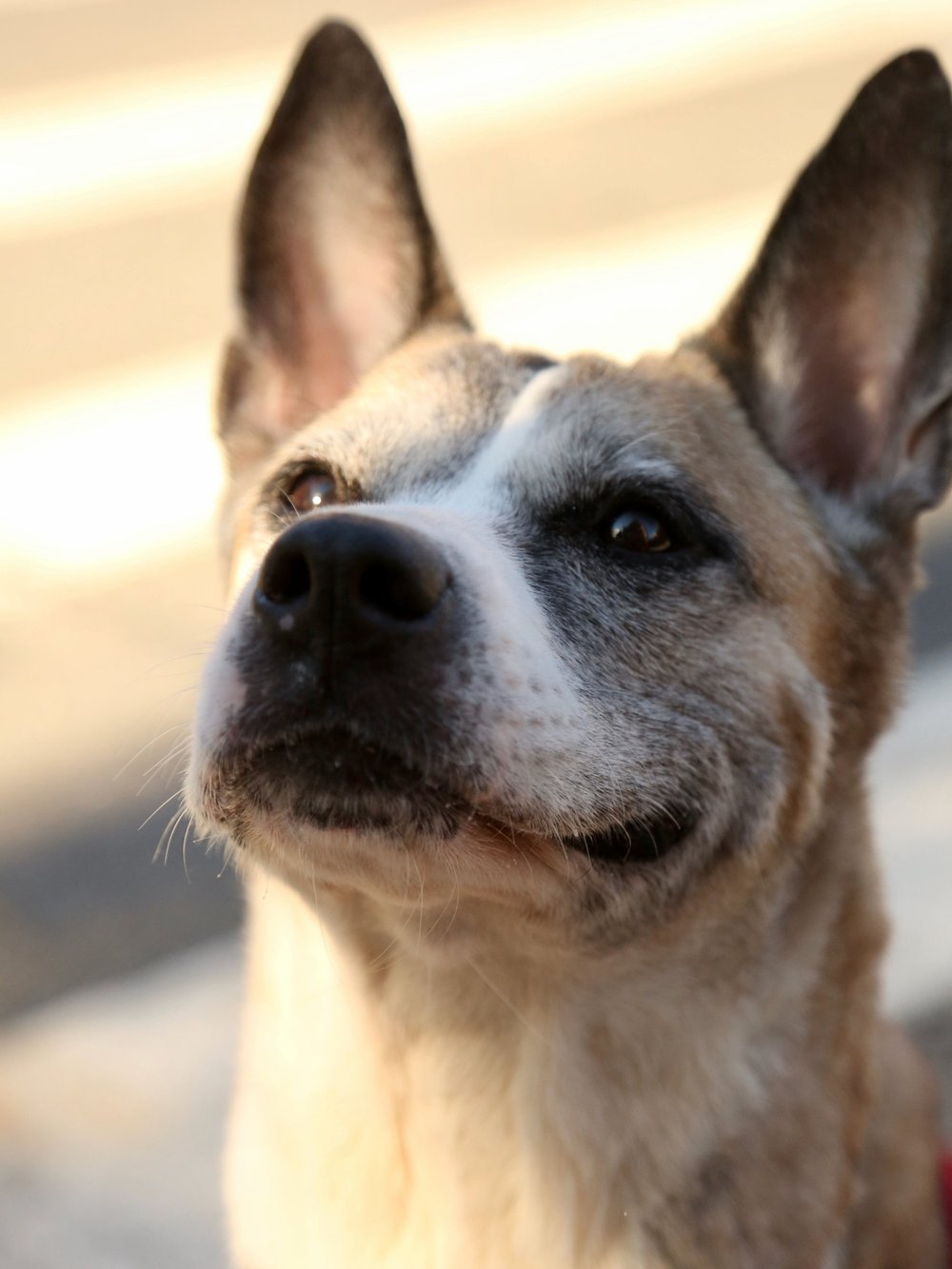 Preparing For Your Foster — Muddy Paws Rescue