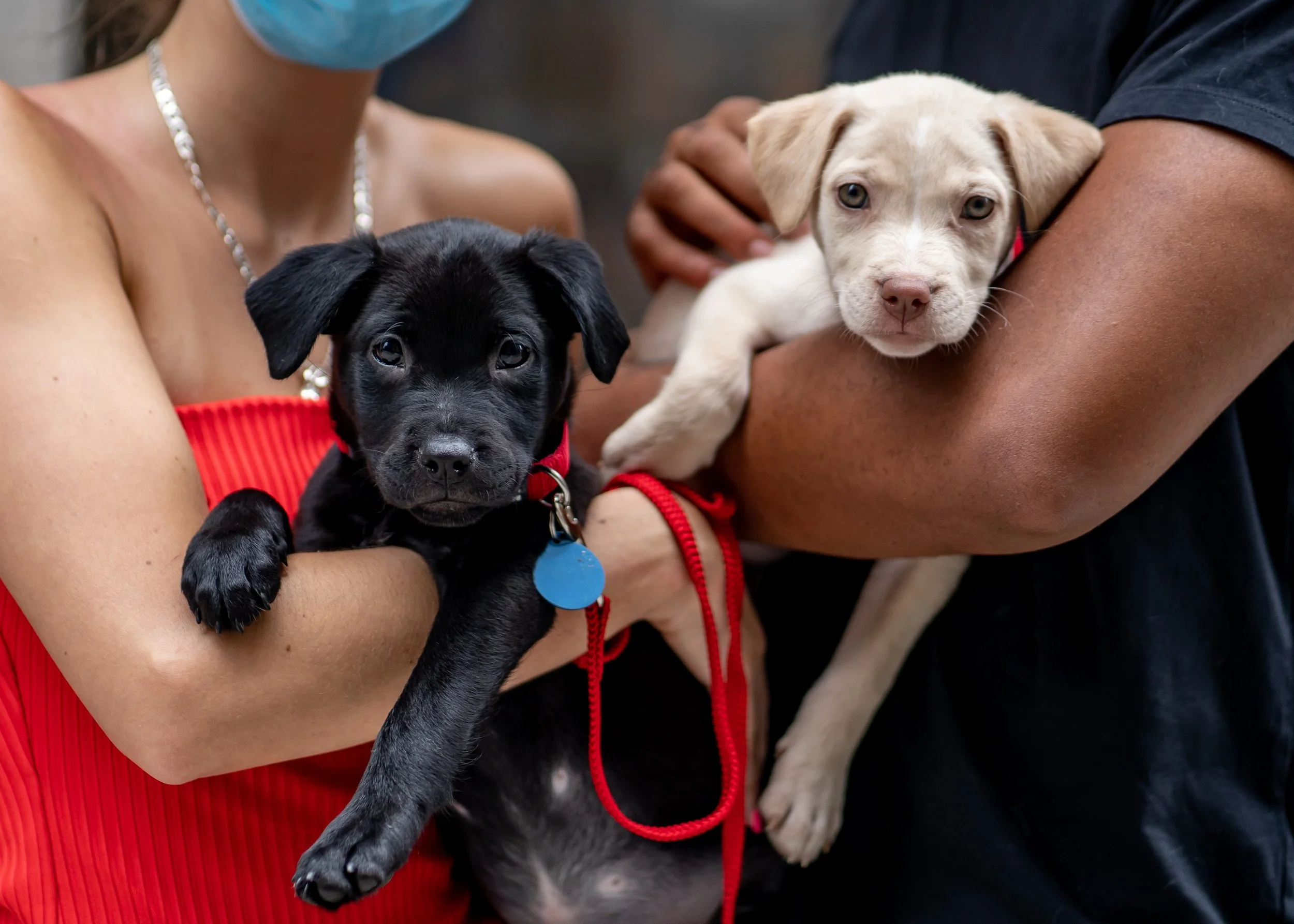 Muddy Paws Rescue Named a 2022 Classy Awards Finalist — Muddy Paws Rescue