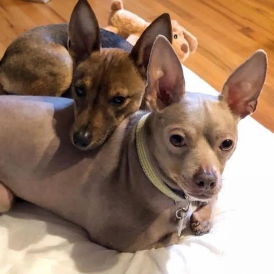 Top 10 Happy Tails of 2022: Meet Ozzy! — Muddy Paws Rescue