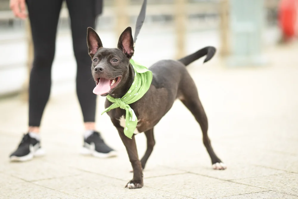 What Does Fostering A Dog Mean