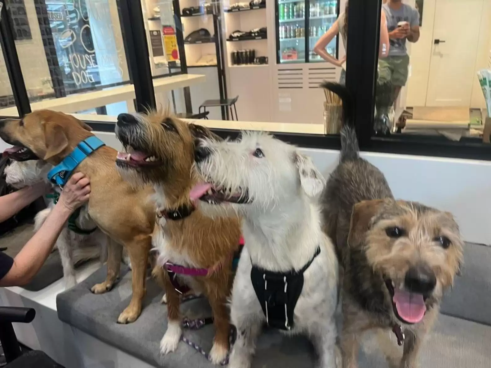 Daisy and Her Puppies Reunite One Year After Finding their Forever Homes — Muddy Paws Rescue