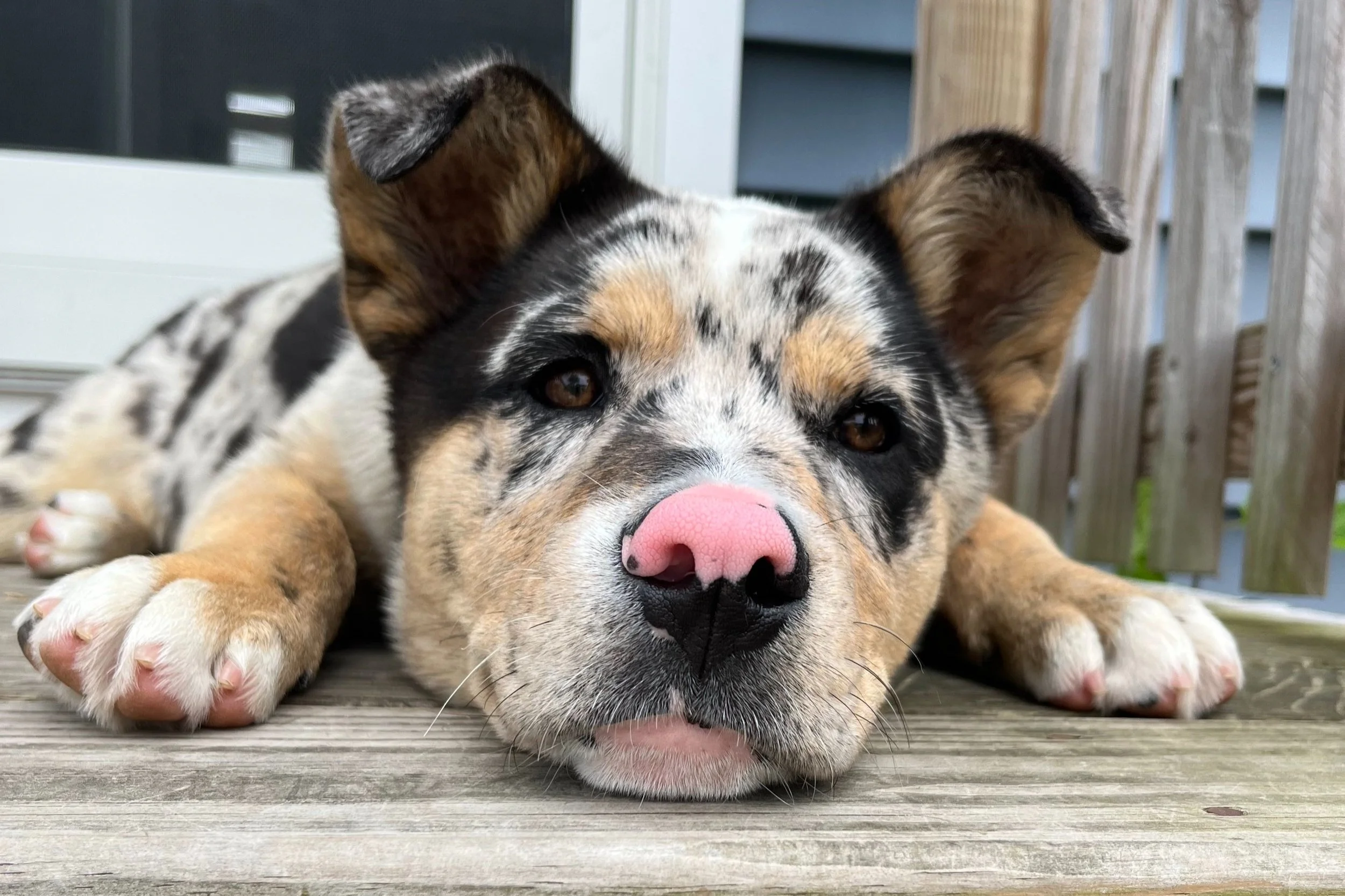 Who We Are — Muddy Paws Rescue