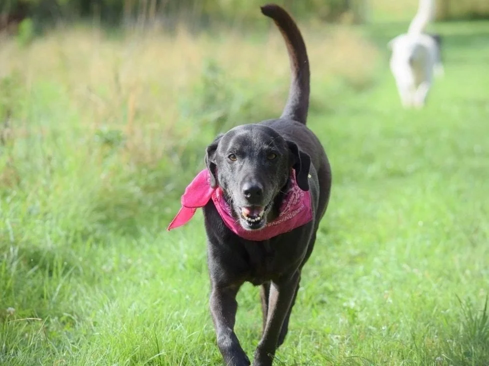 How you can help — Muddy Paws Rescue