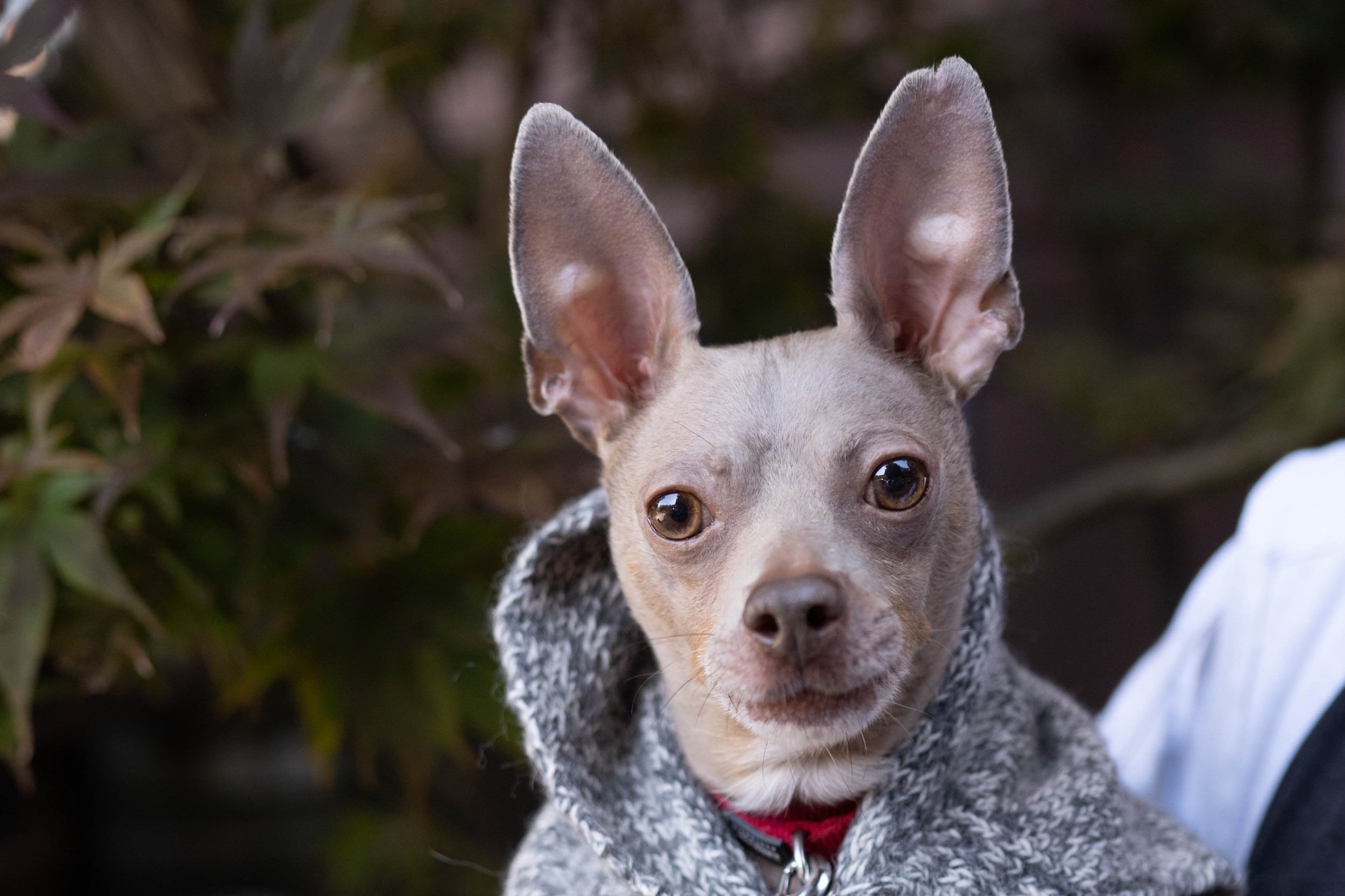 Top 10 Happy Tails of 2022: Meet Ozzy! — Muddy Paws Rescue