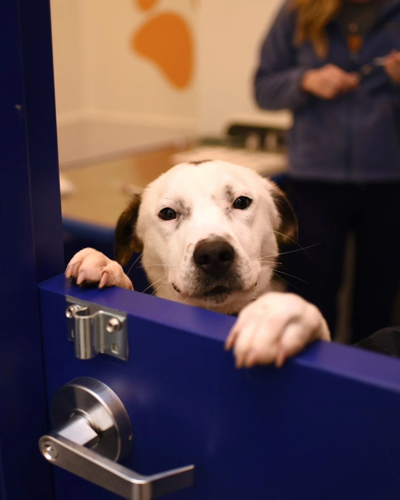 Muddy Paws Pack HQ — Muddy Paws Rescue