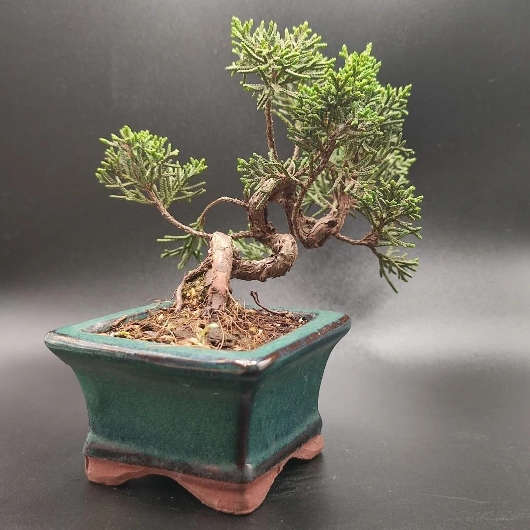 Shimpaku Juniper Bonsai