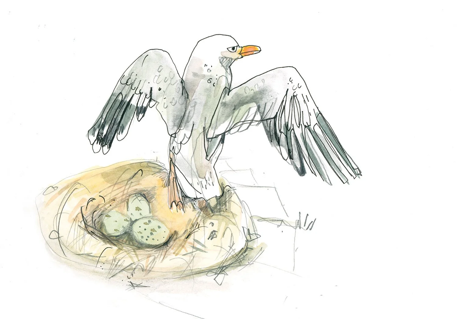 Animals — Sue Jarman