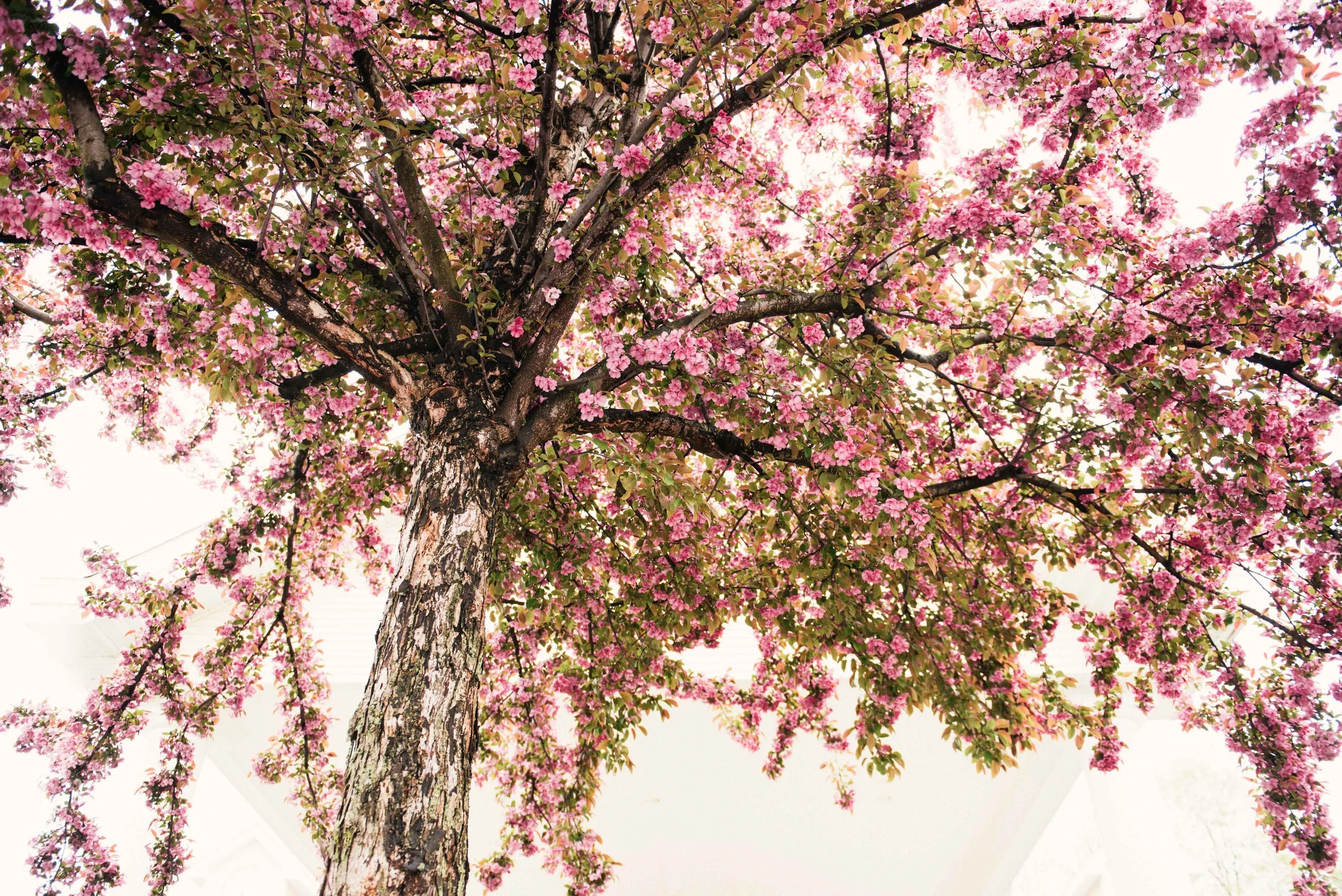 Alice Ledwidge Obituary — Mitchell Funeral Homes