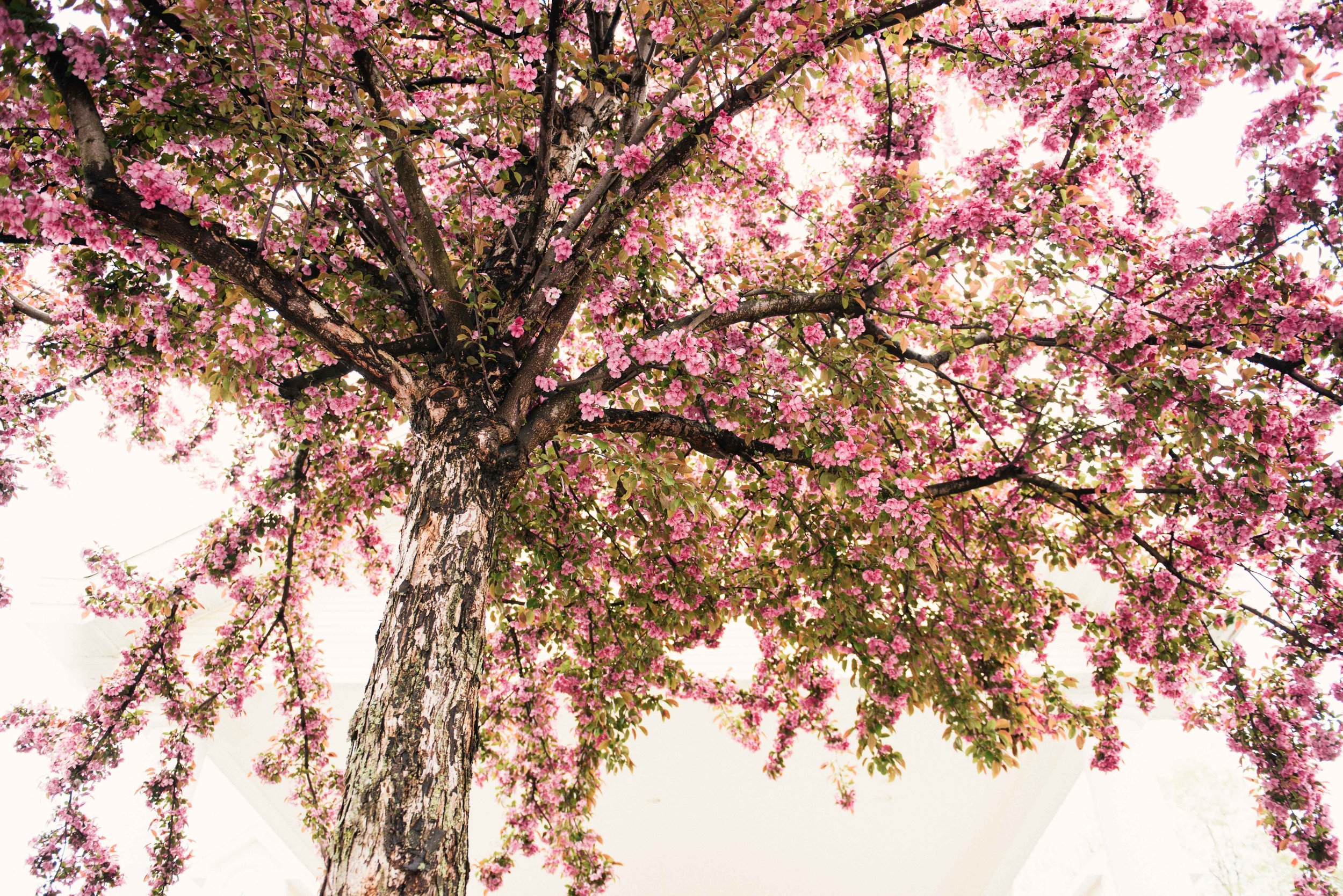 Lou Ellyn Green — Mitchell Funeral Homes