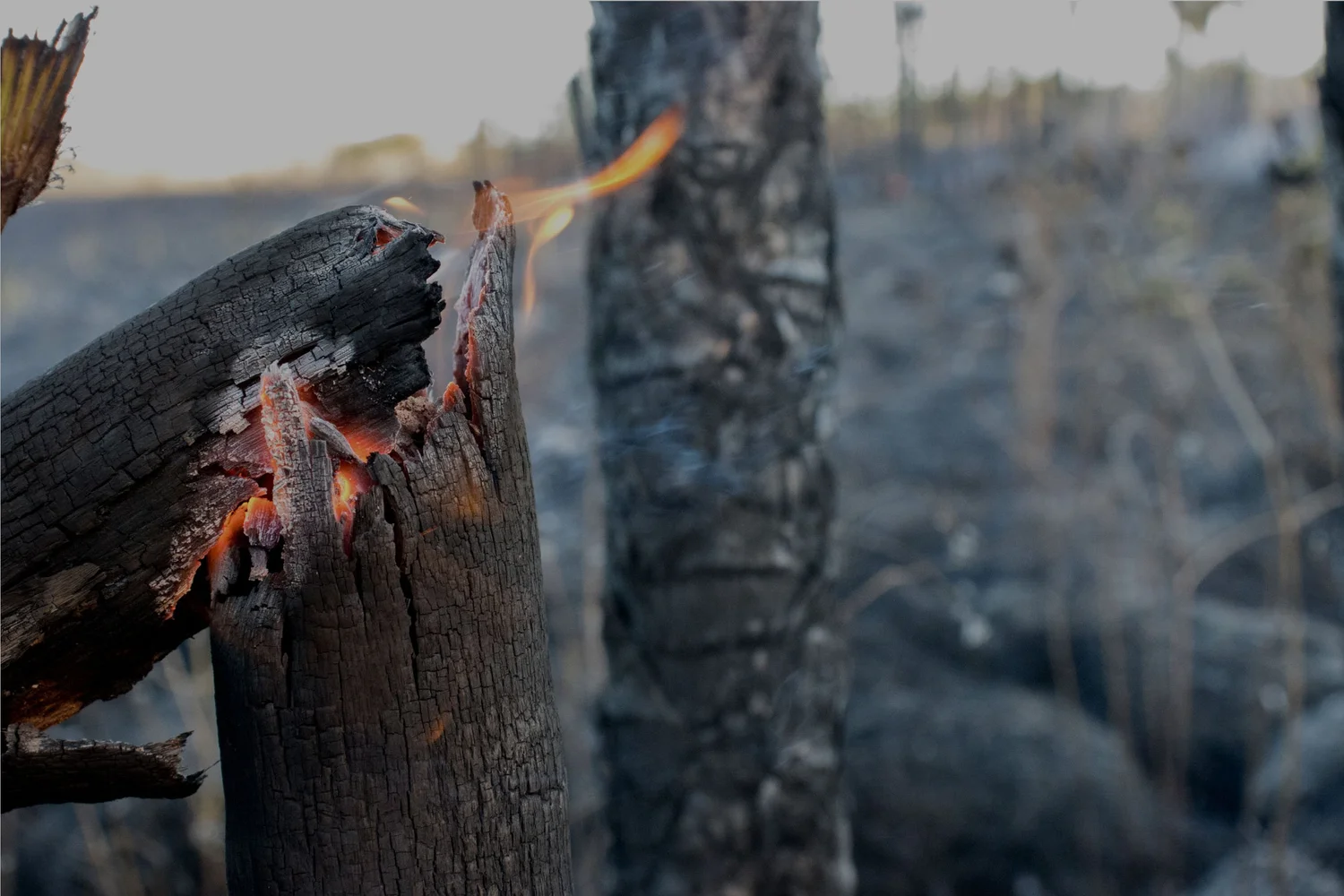 International Savanna Fire Management Initiative