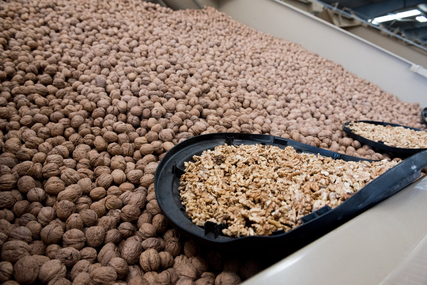 Walnut Hulling & Drying — Capay Farms