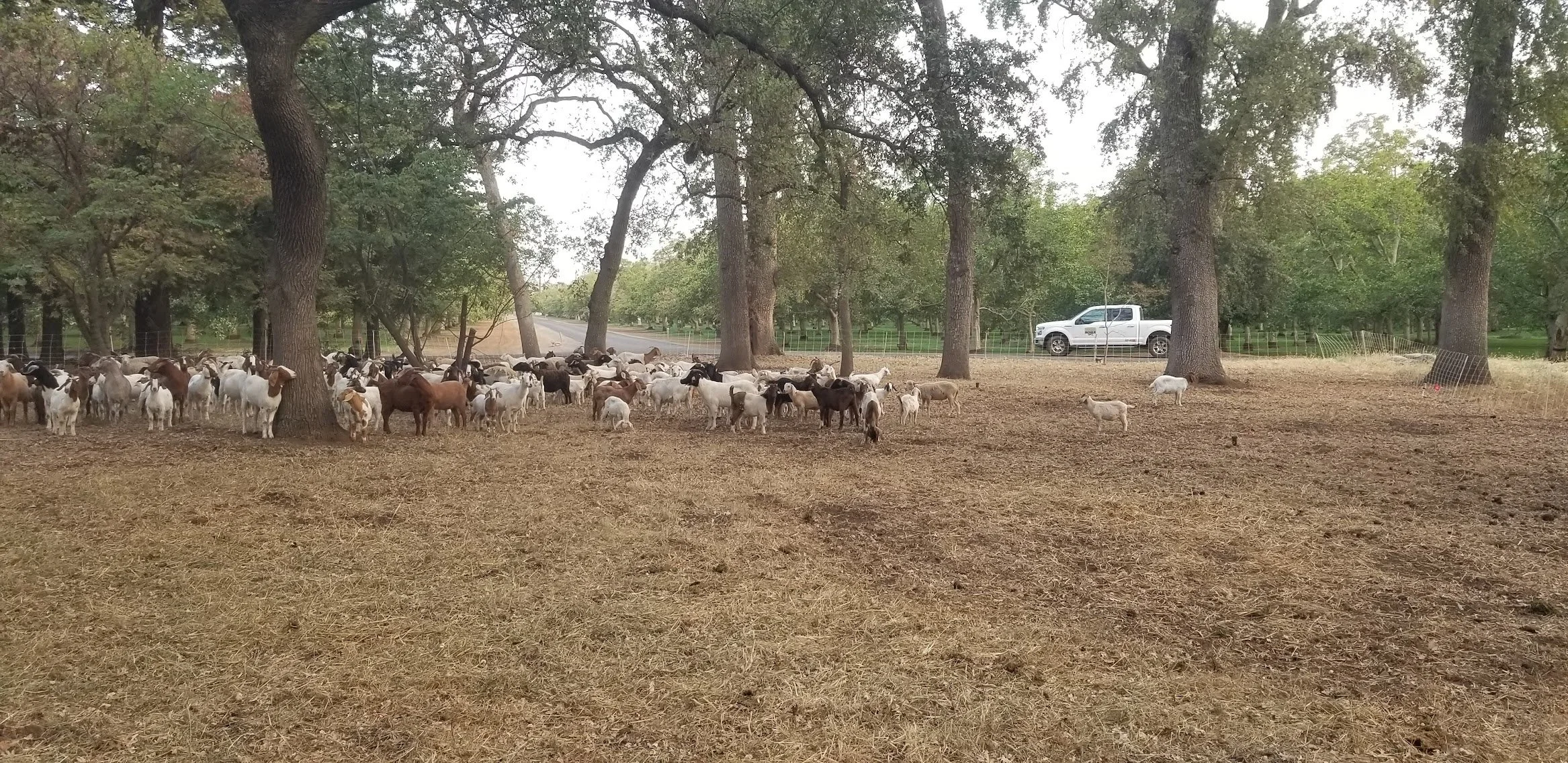 Innovation — Capay Farms