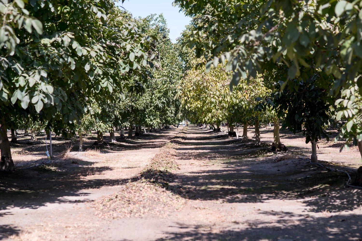 Climate Smart Farming — Capay Farms