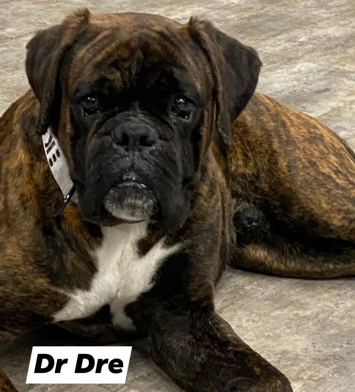 Our Boxer Sires — FURevermore Boxers & Frenchies