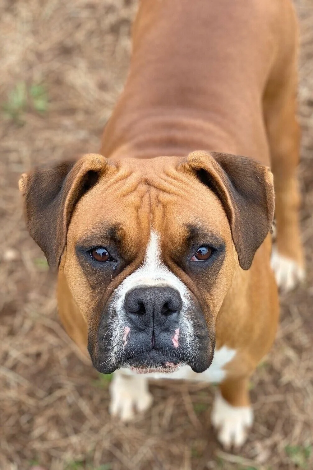Boxers — FURevermore Boxers & Frenchies