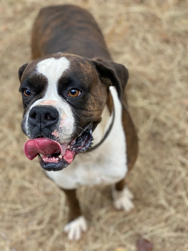 Boxers — FURevermore Boxers & Frenchies